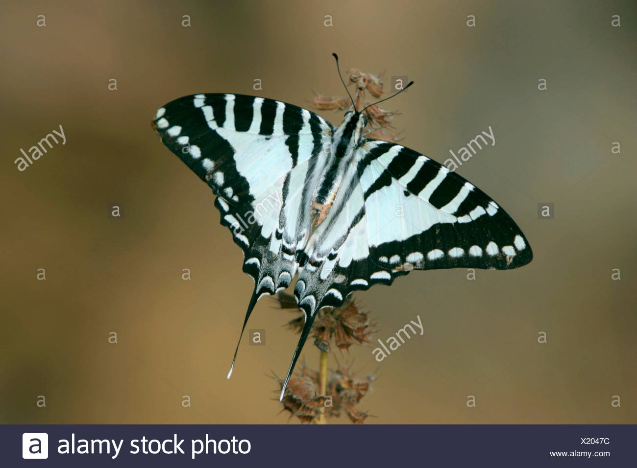 Pathysa Nomius High Resolution Stock Photography and Images - Alamy