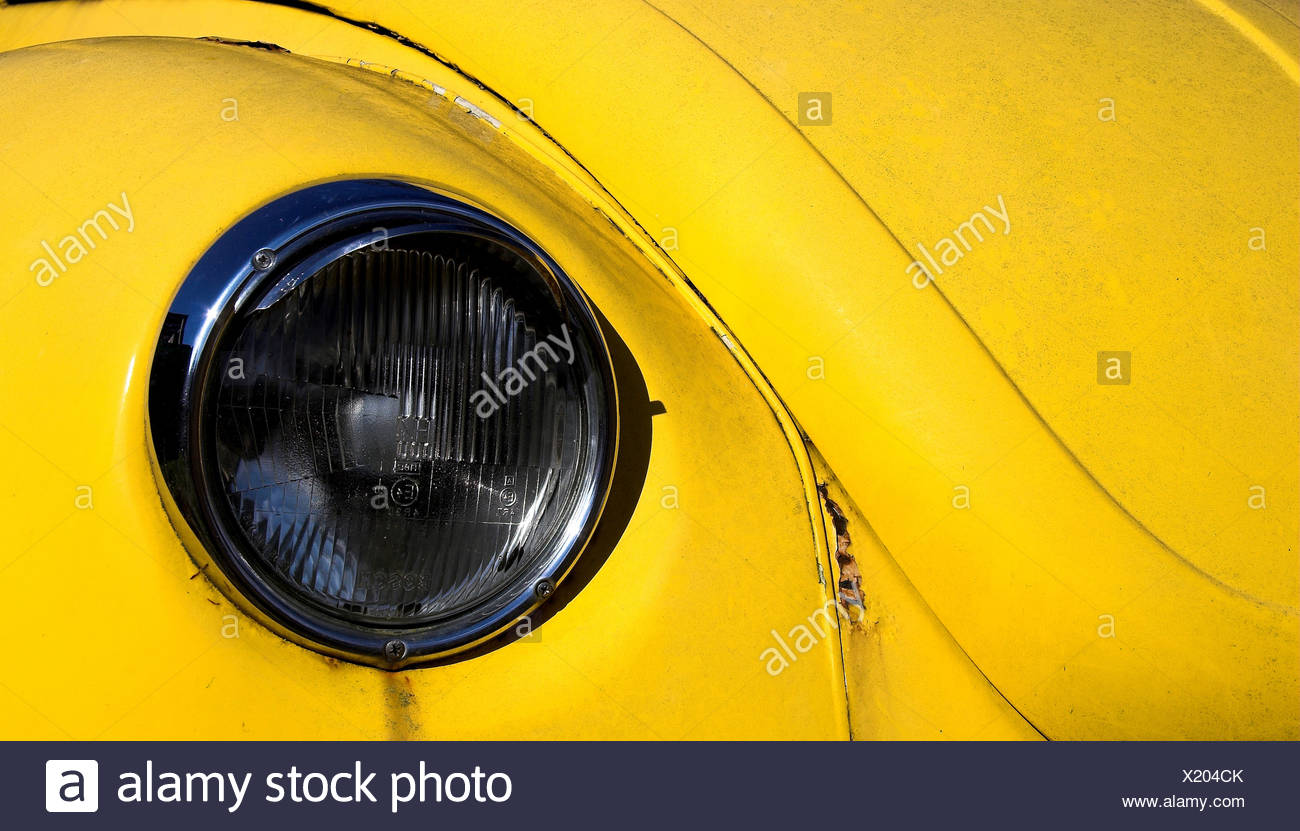 Headlight Beetle High Resolution Stock Photography and Images - Alamy