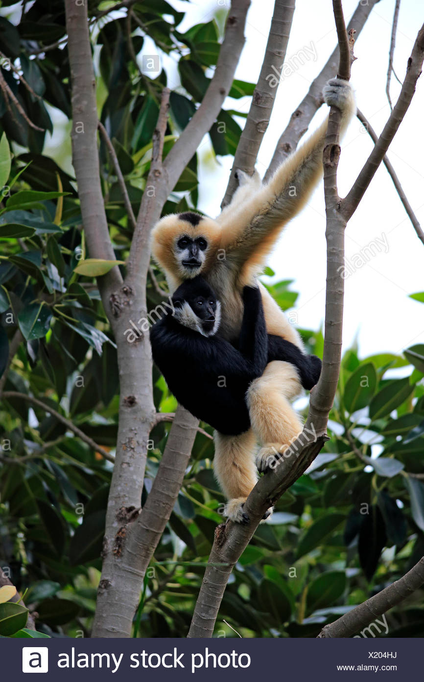 Gibbons High Resolution Stock Photography and Images - Alamy