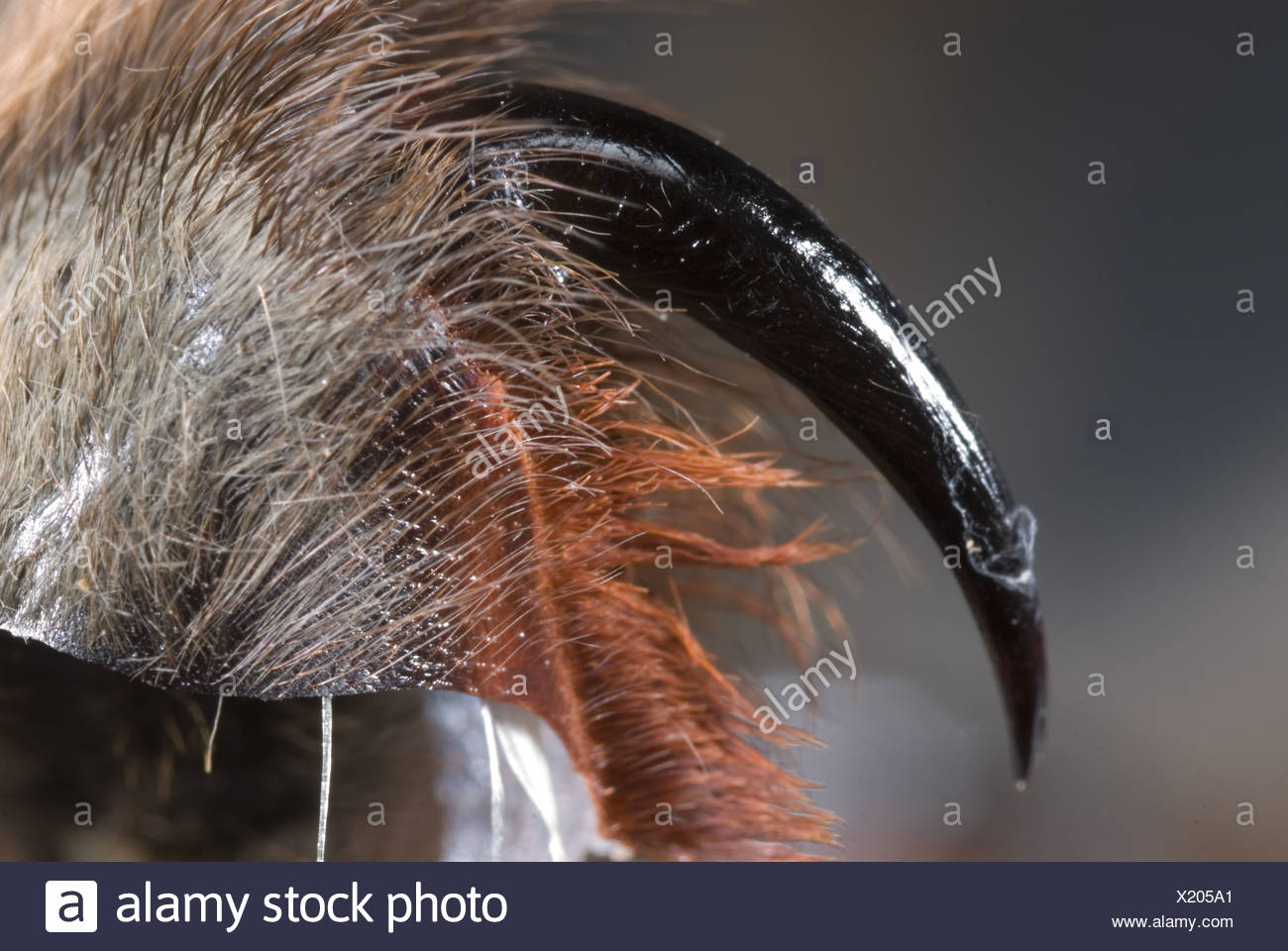 Tarantula Fangs Stock Photos & Tarantula Fangs Stock Images - Alamy