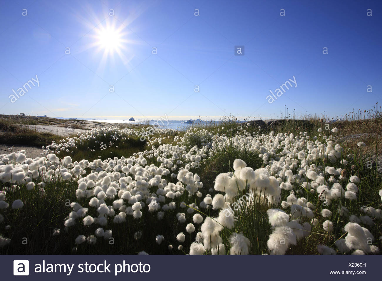 Greenland Flower High Resolution Stock Photography and Images - Alamy