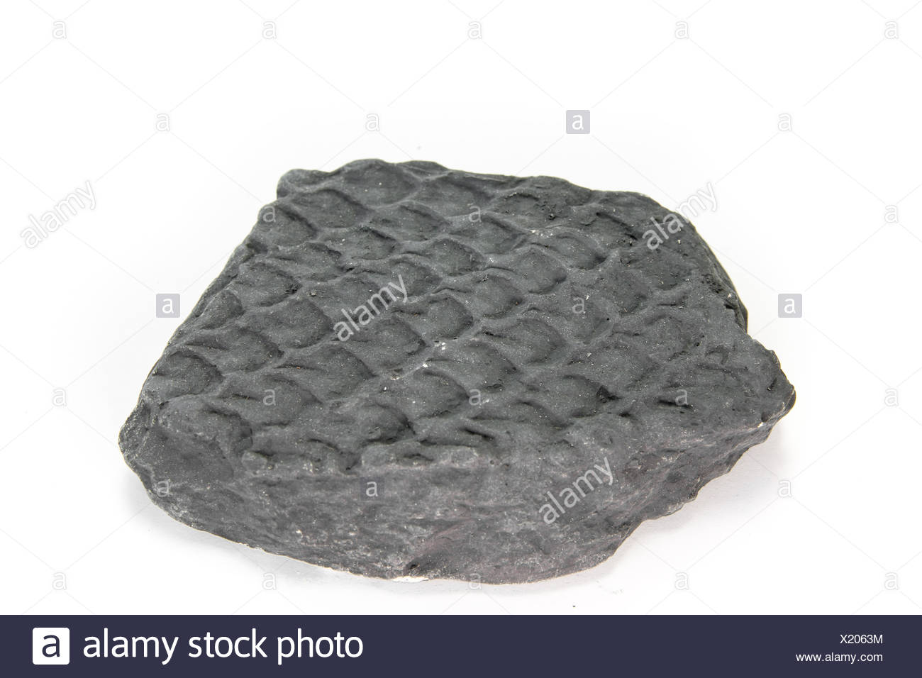 Lepidodendron Stock Photos & Lepidodendron Stock Images - Alamy