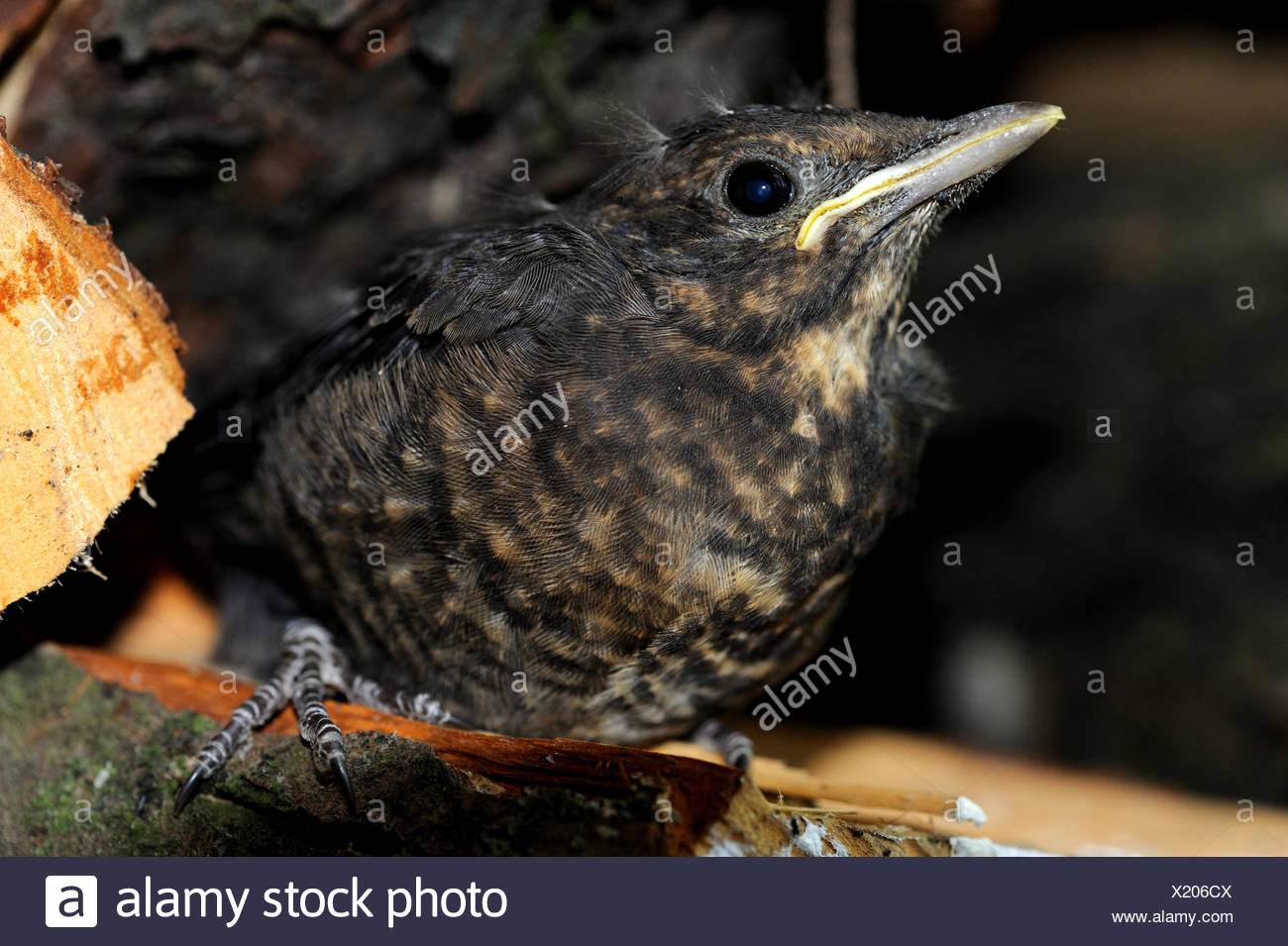 Throstle Stock Photos & Throstle Stock Images - Alamy