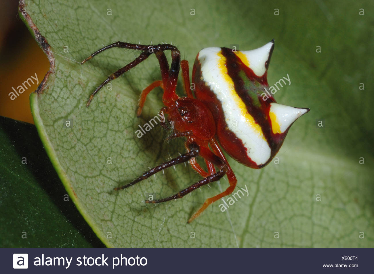 Australasiae Stock Photos & Australasiae Stock Images - Alamy