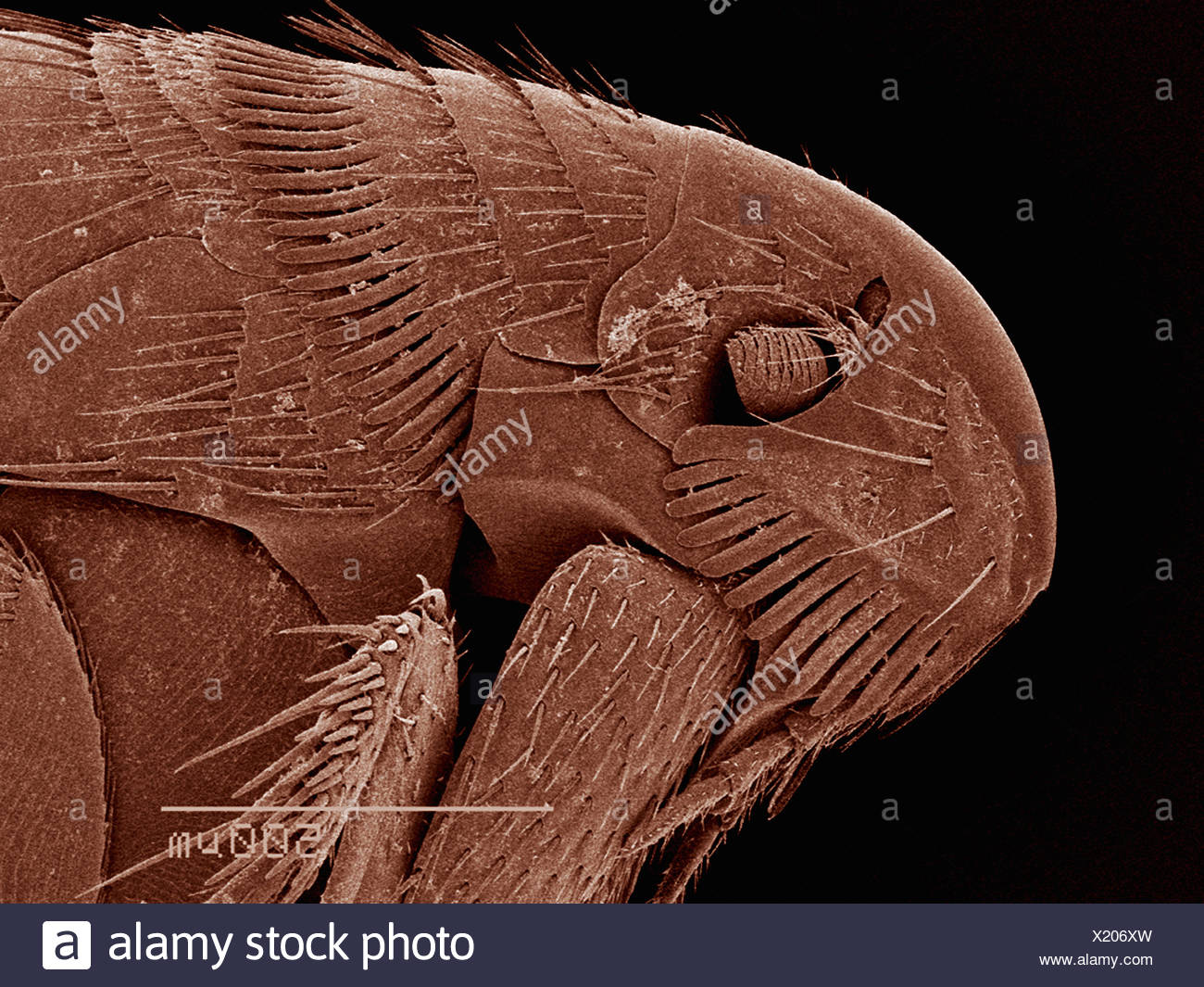 Siphonaptera High Resolution Stock Photography and Images - Alamy