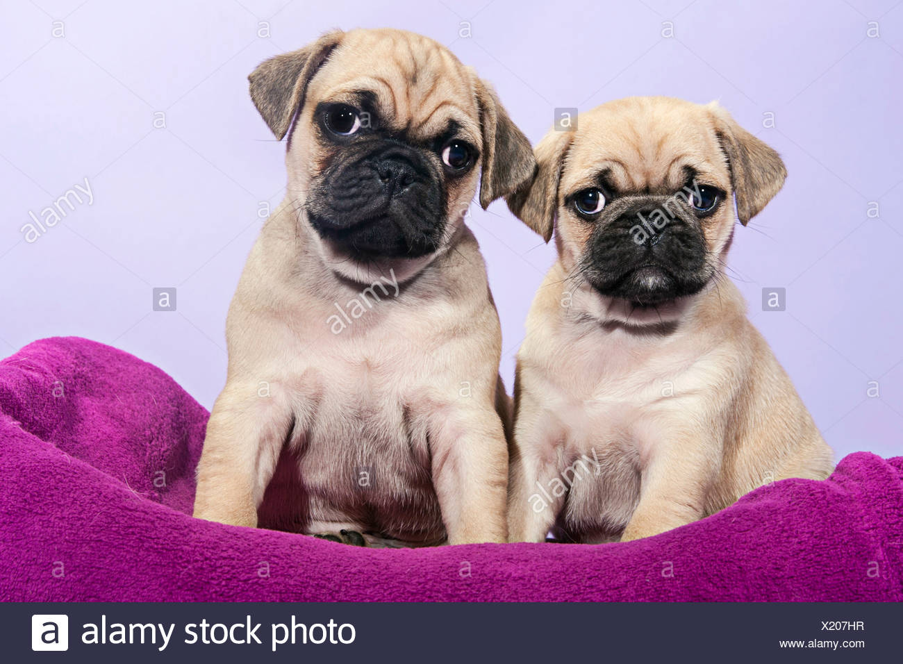Pugs High Resolution Stock Photography and Images - Alamy