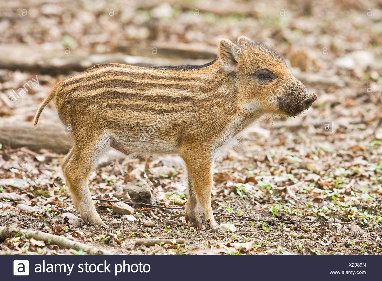 Shoat Stock Photos & Shoat Stock Images - Alamy