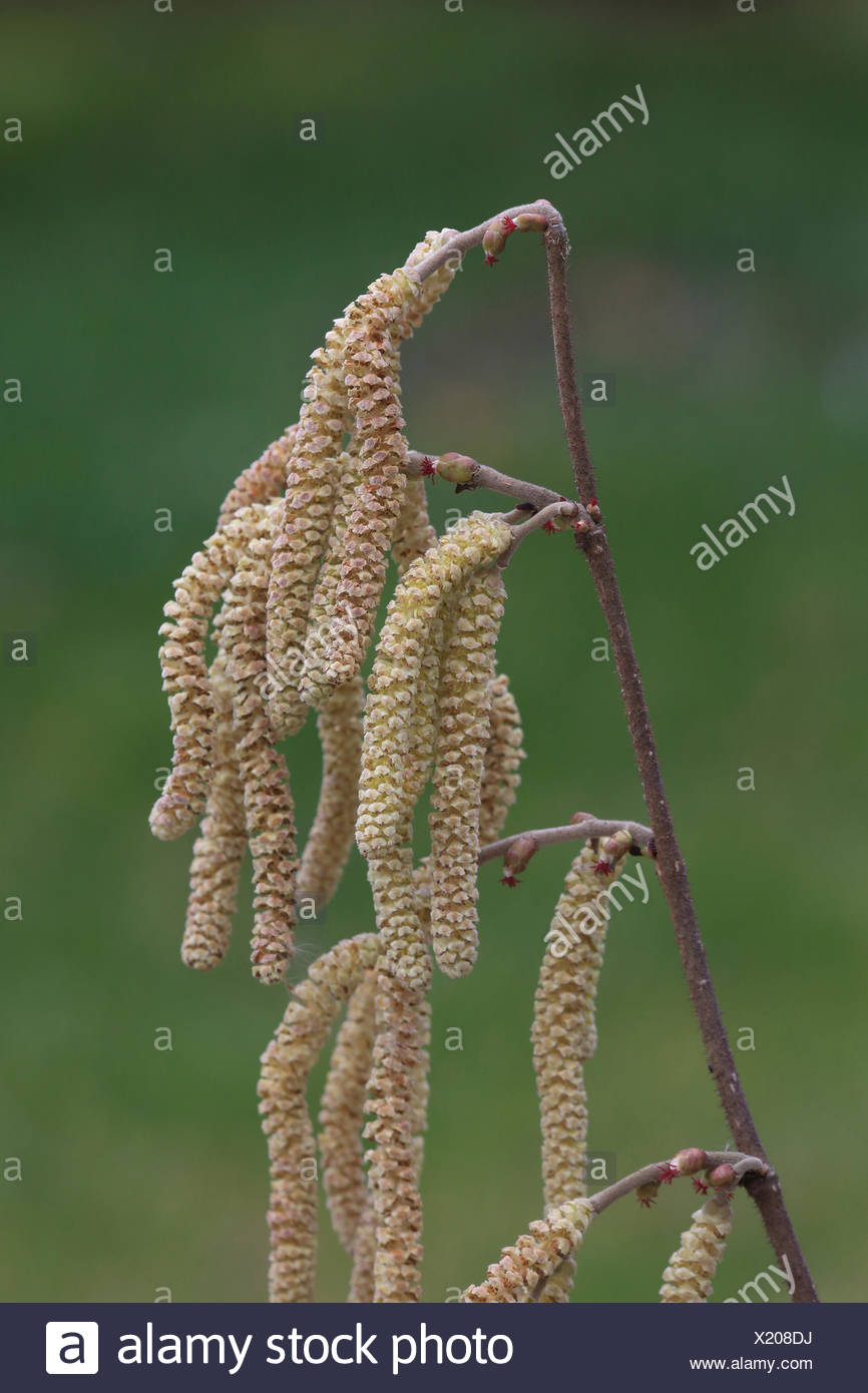 Common Hazel High Resolution Stock Photography and Images - Alamy