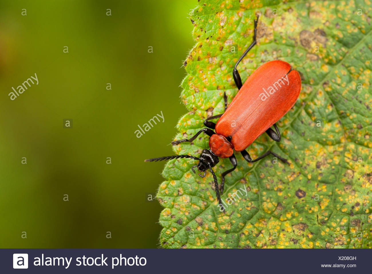 Scarlet Fire Beetles High Resolution Stock Photography and Images - Alamy