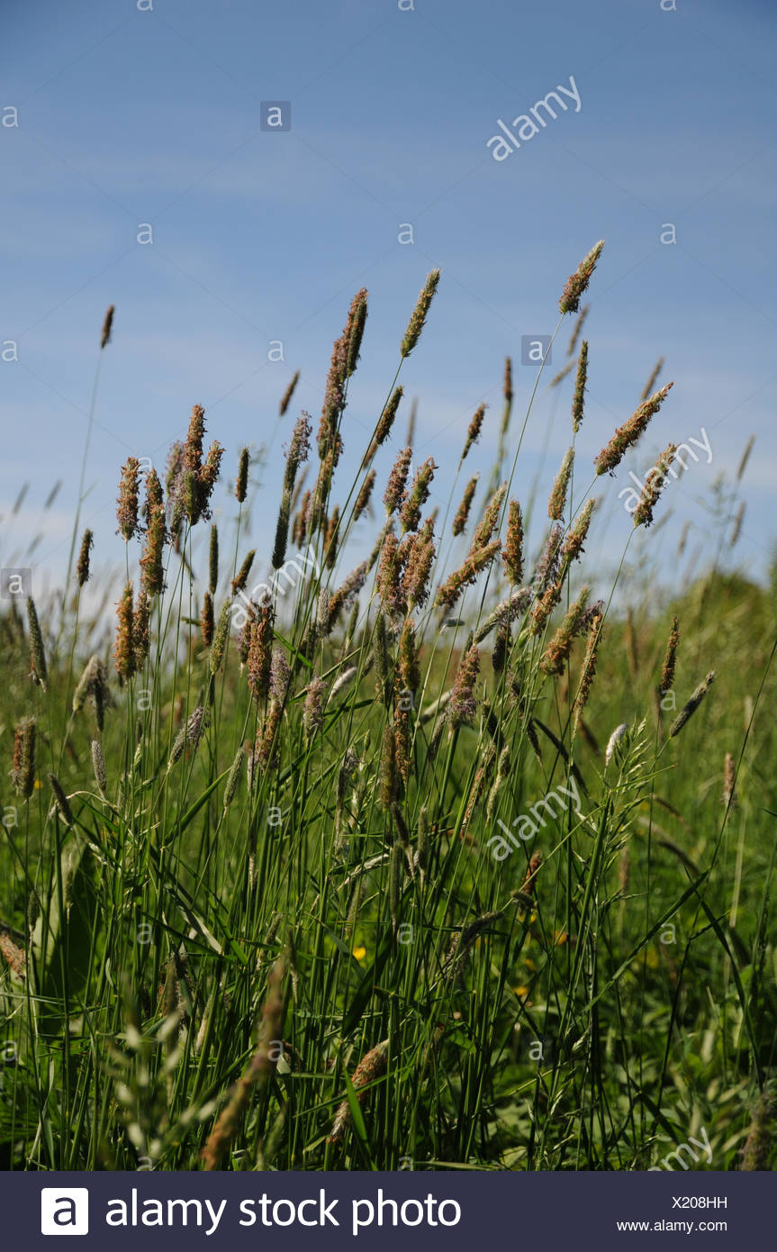 Meadow Foxtail Grass Stock Photos & Meadow Foxtail Grass Stock Images ...