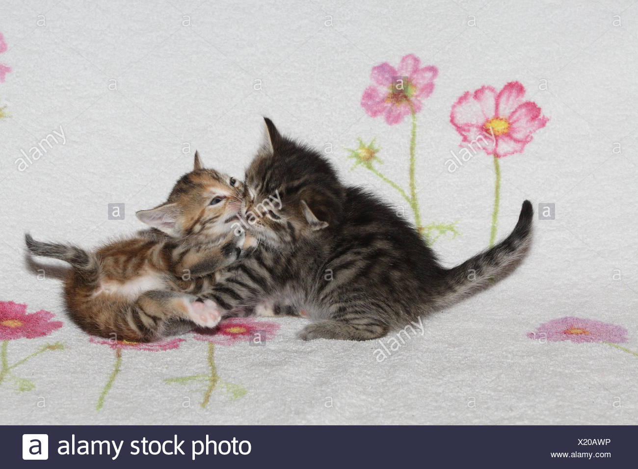 Clumsy Animals High Resolution Stock Photography and Images - Alamy