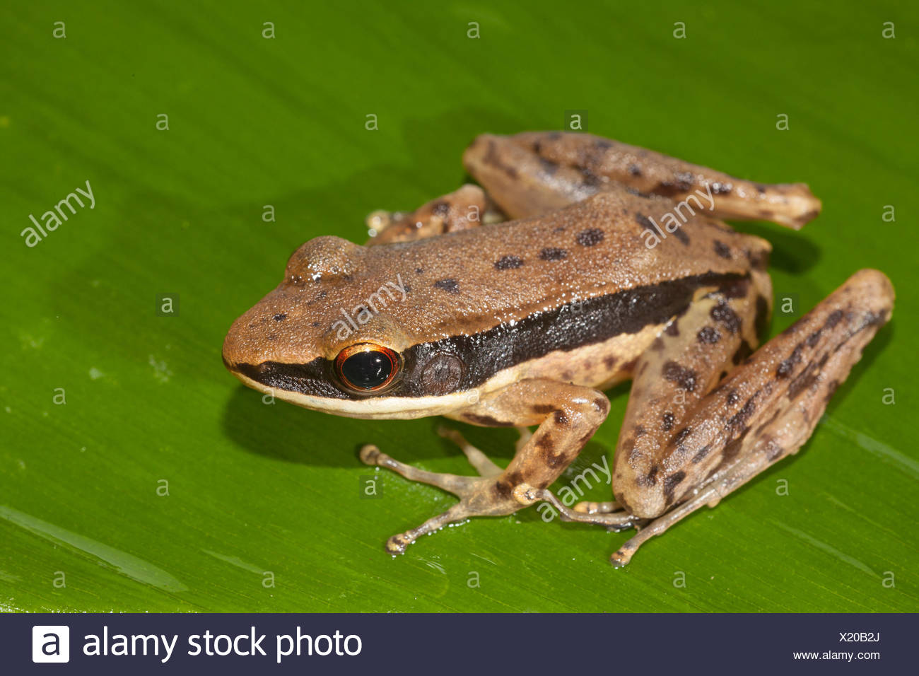 Hylarana Nigrovittata High Resolution Stock Photography and Images - Alamy