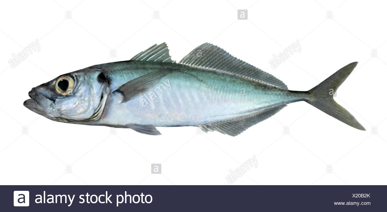 Mackerel Scad High Resolution Stock Photography and Images - Alamy