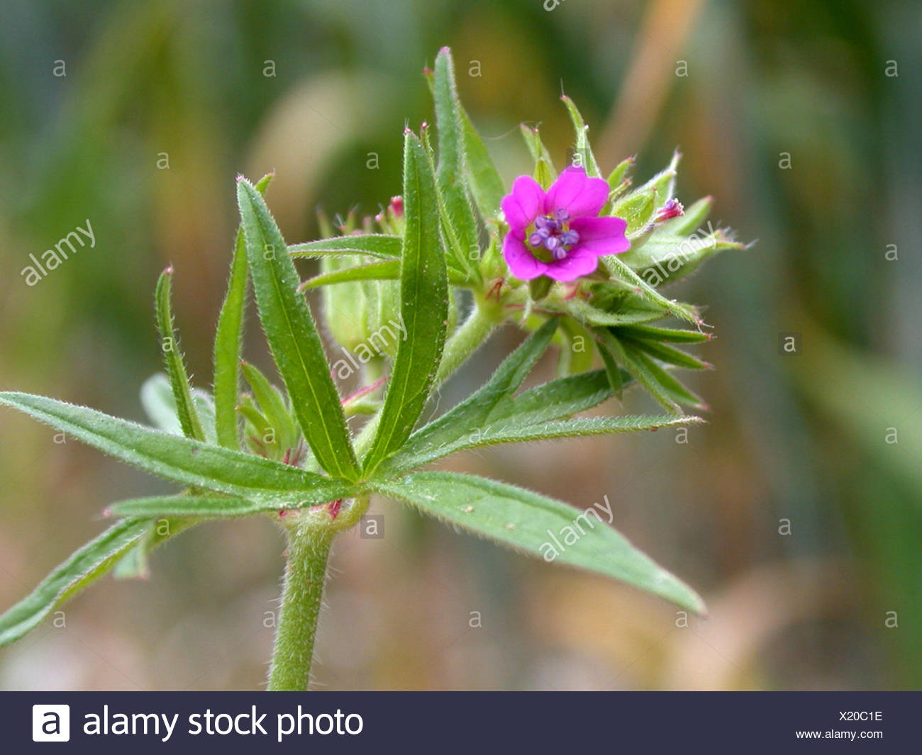 Cut Leaved Cranesbill Geranium Dissectum Stock Photos & Cut Leaved ...