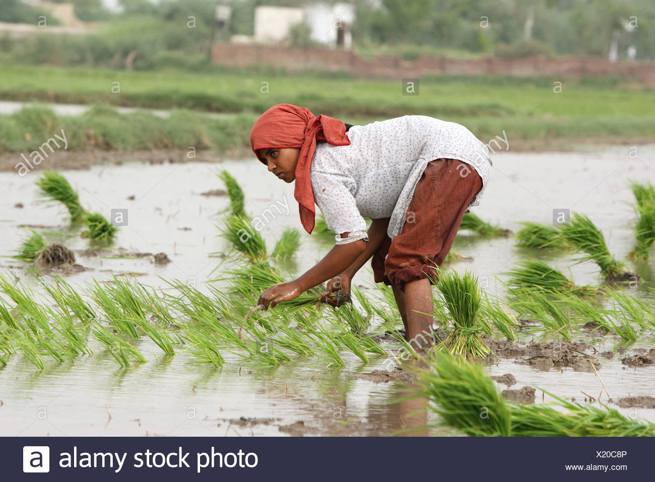 Rice Plant Pakistan High Resolution Stock Photography and Images - Alamy