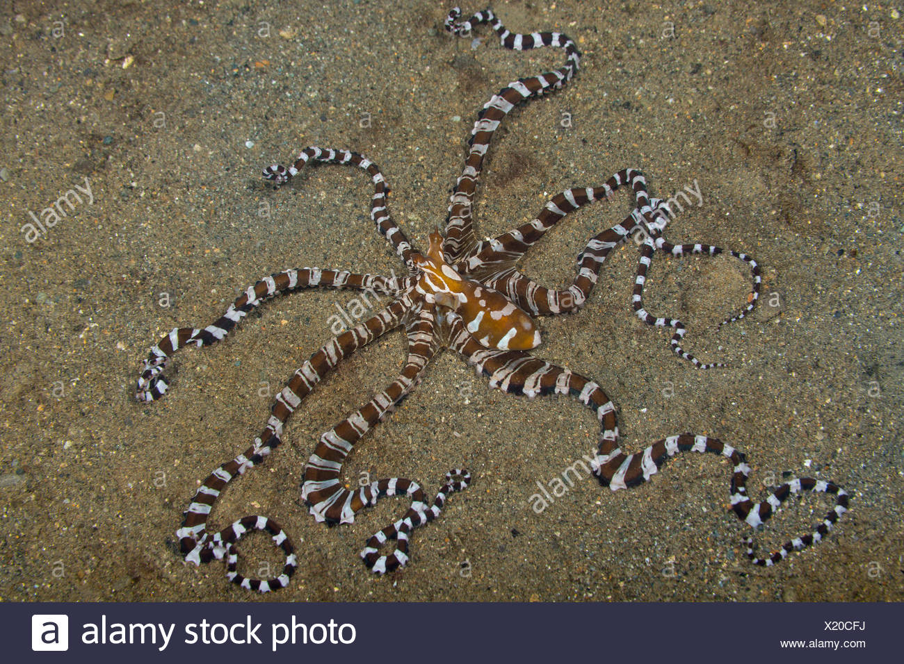 Octopus Octopus Sp High Resolution Stock Photography and Images - Alamy