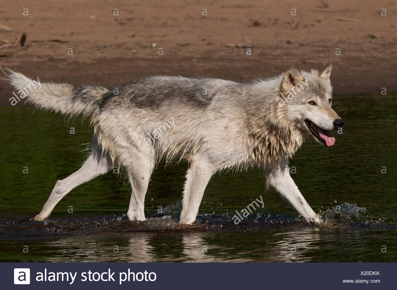 Gray Wolf Running Water High Resolution Stock Photography and Images ...