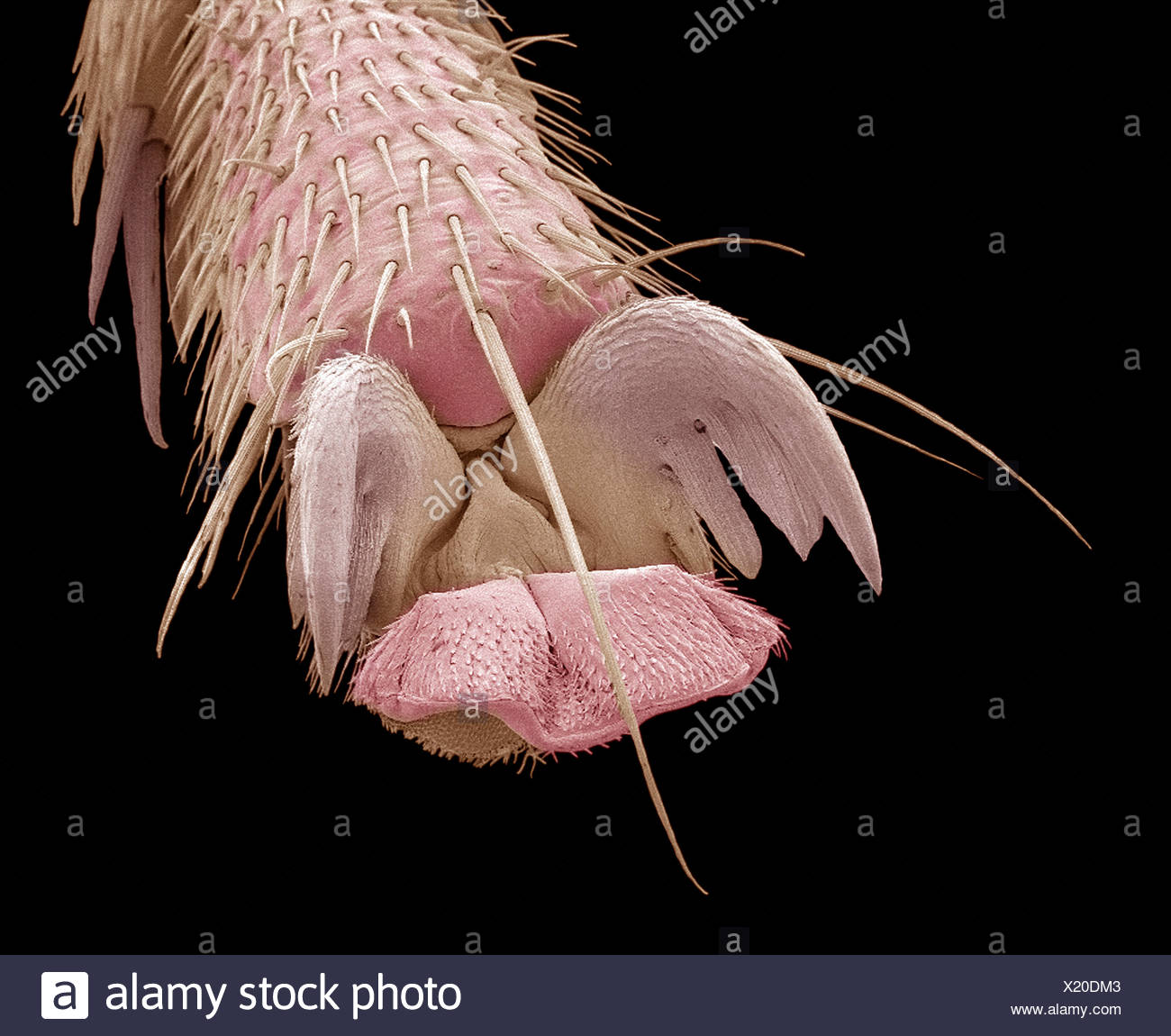 Claw Animals High Resolution Stock Photography and Images - Alamy