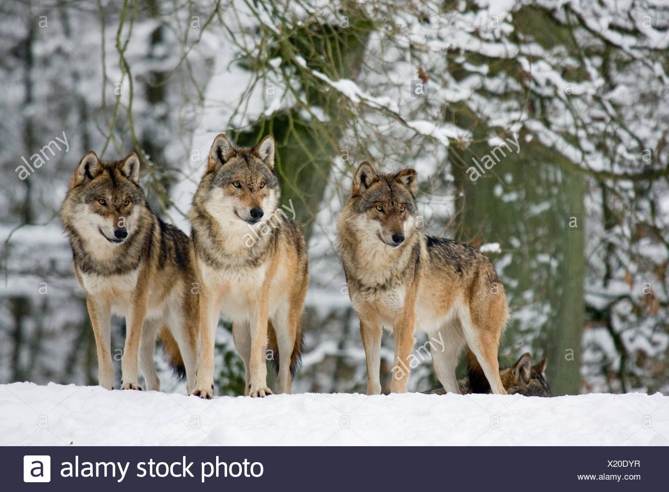 Three Wolves High Resolution Stock Photography and Images - Alamy