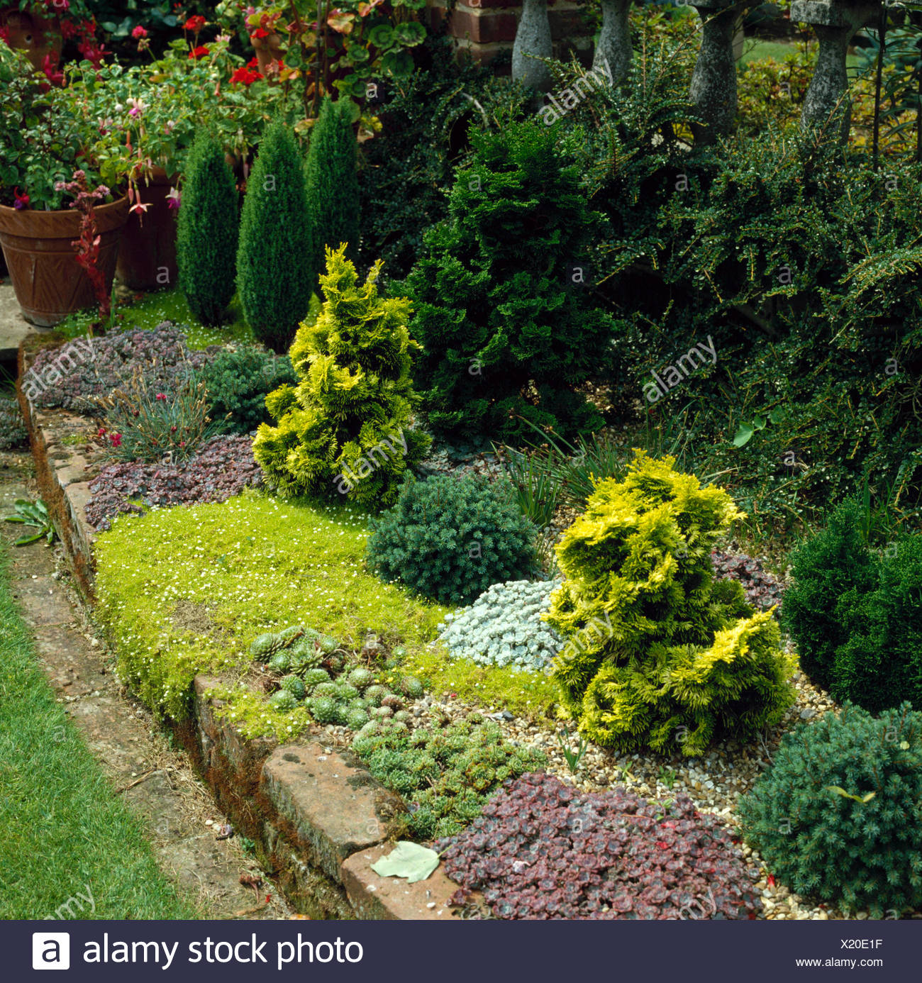 Dwarf Conifers Stock Photos & Dwarf Conifers Stock Images - Alamy