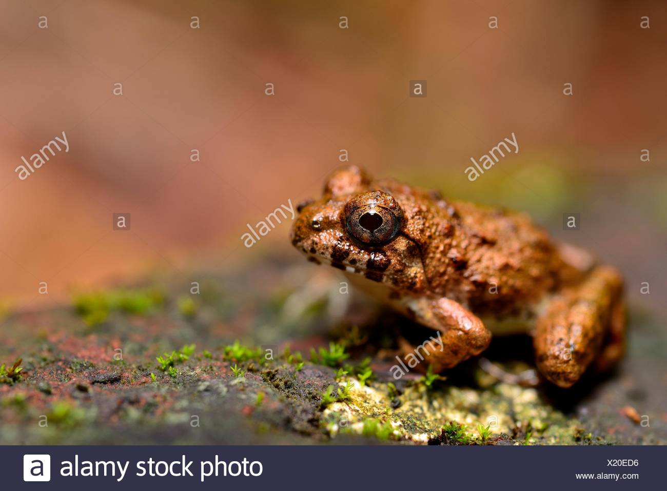 Indian Toad High Resolution Stock Photography and Images - Alamy