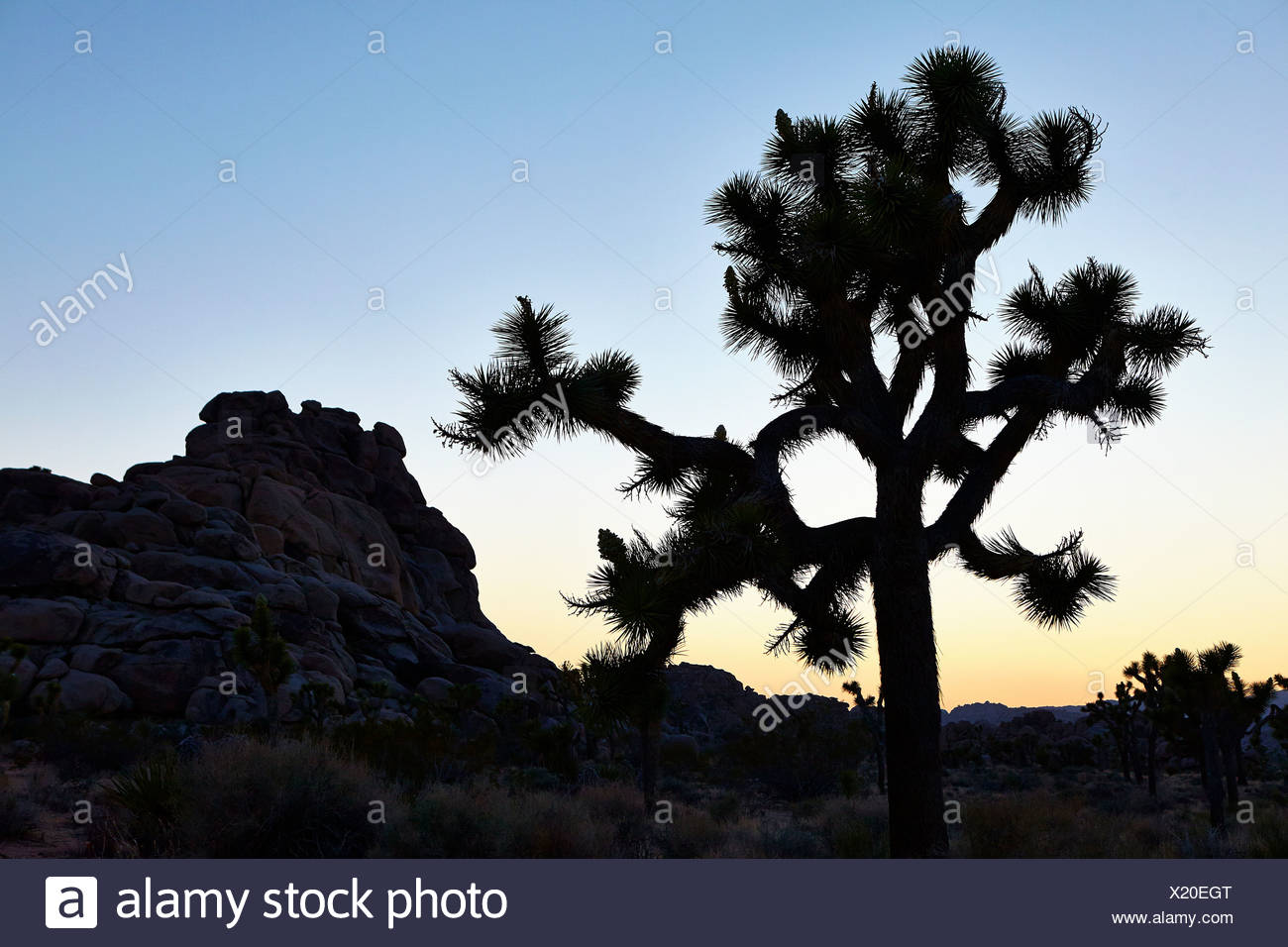 Joshua Tree Silhouette High Resolution Stock Photography and Images - Alamy