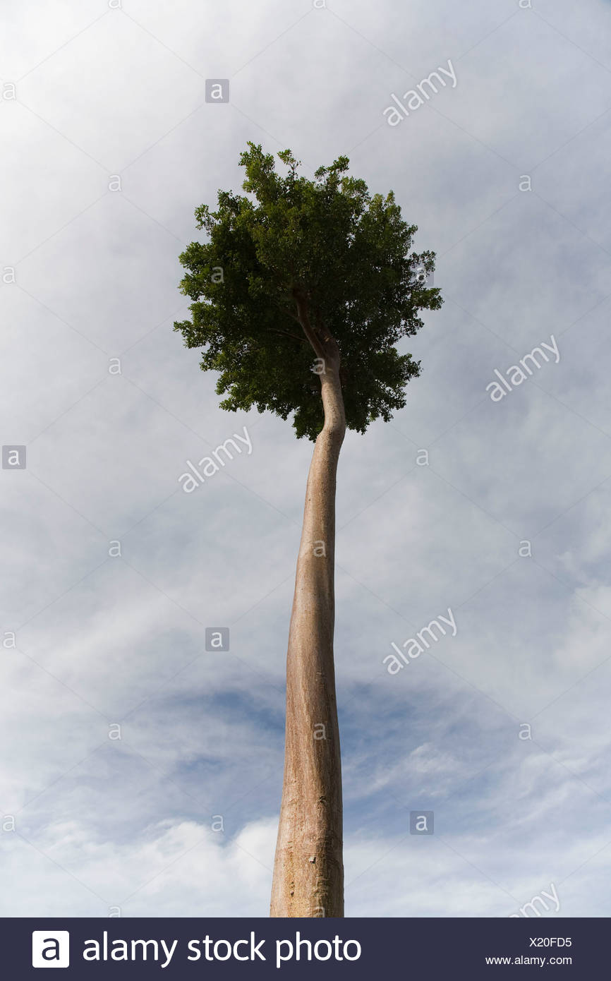 Tall And Lean High Resolution Stock Photography and Images - Alamy