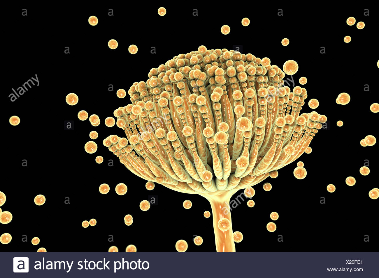 Aspergillus Fungus High Resolution Stock Photography and Images - Alamy