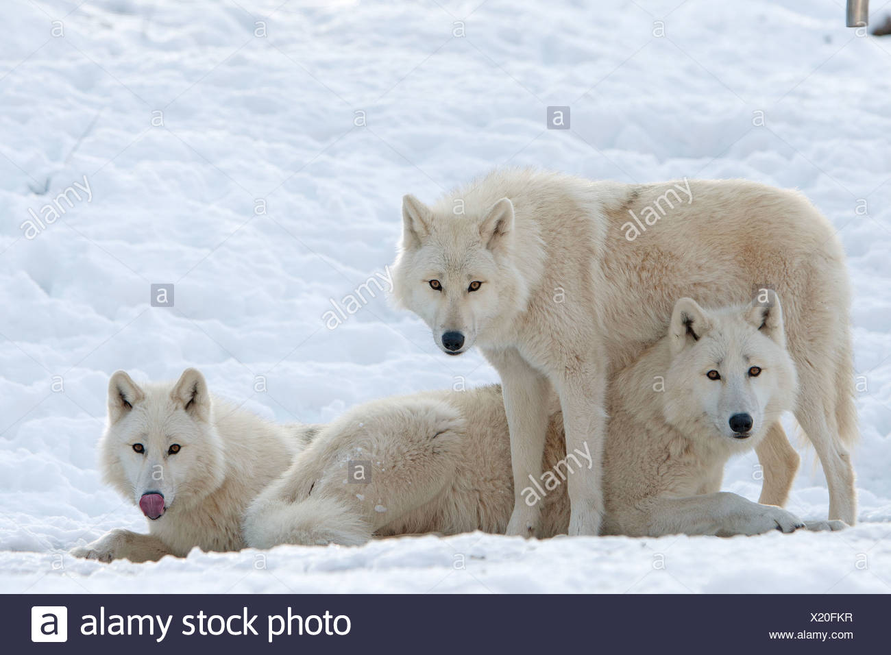 Arctic Wolves Canis Lupus Arctos In The Snow Stock Photos & Arctic ...