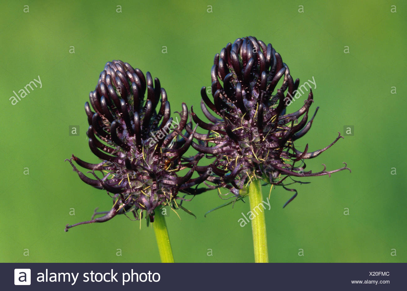 Phyteuma Nigrum High Resolution Stock Photography and Images - Alamy