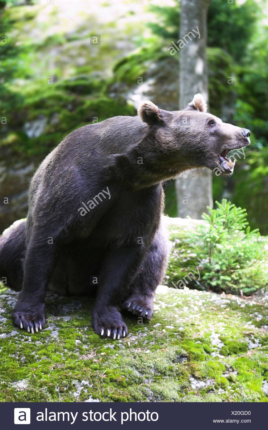 Roaring Bear Stock Photos & Roaring Bear Stock Images - Alamy