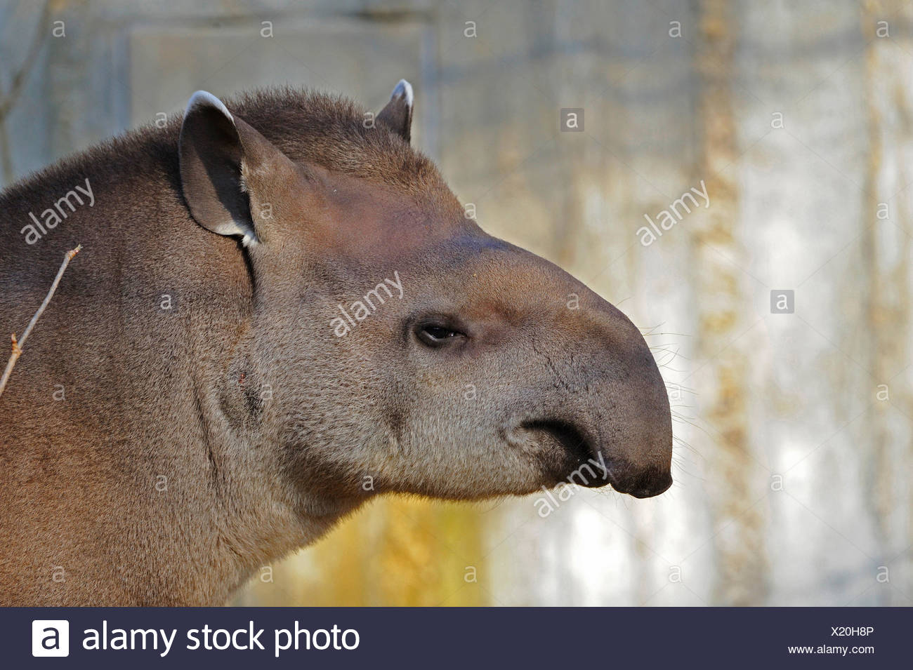 Tapir Nose Close Up High Resolution Stock Photography and Images - Alamy