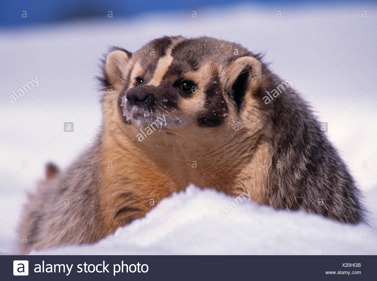 American Badger Winter High Resolution Stock Photography and Images - Alamy