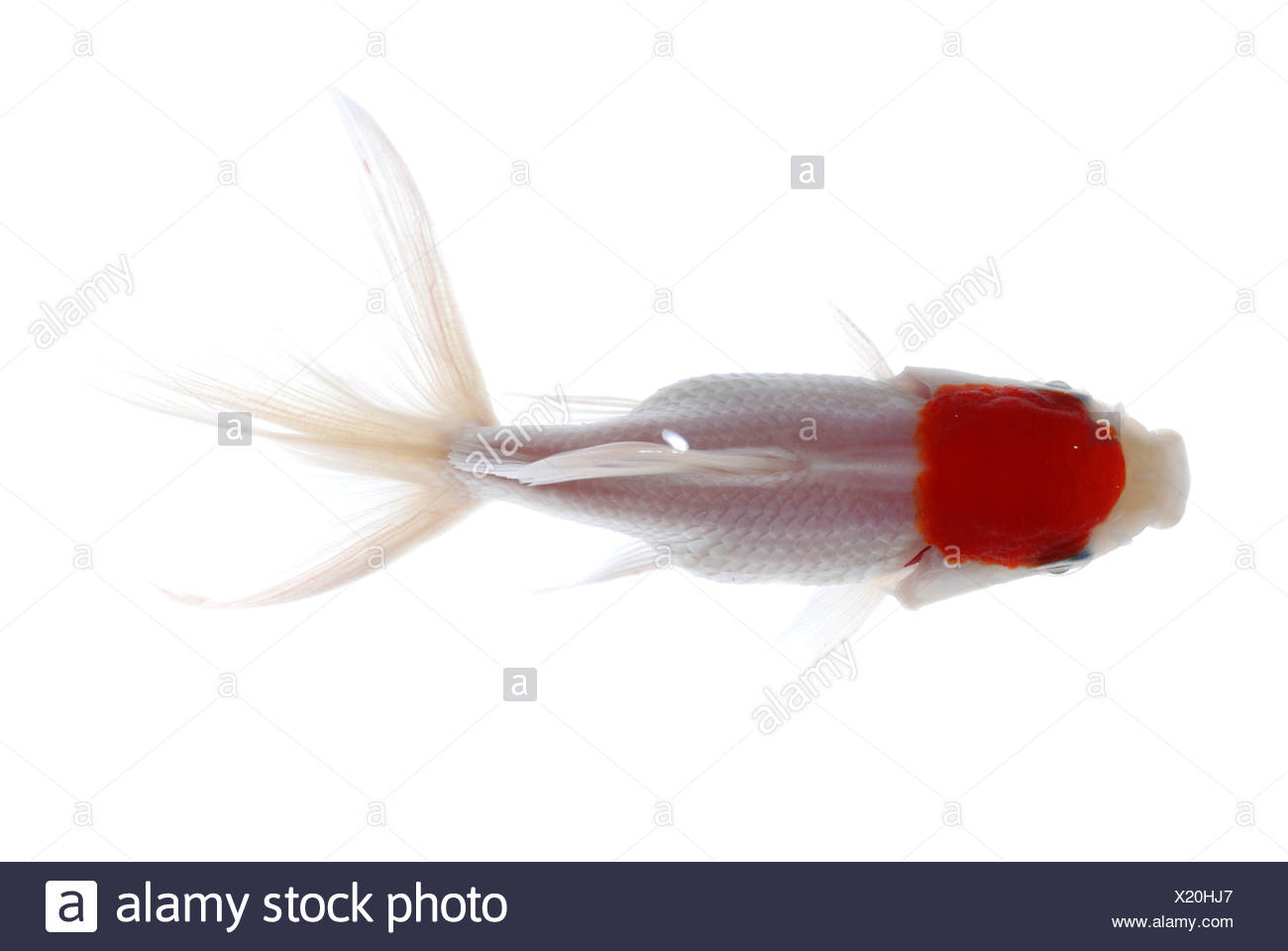 goldfish or gold fish isolated on white background Stock Photo ...