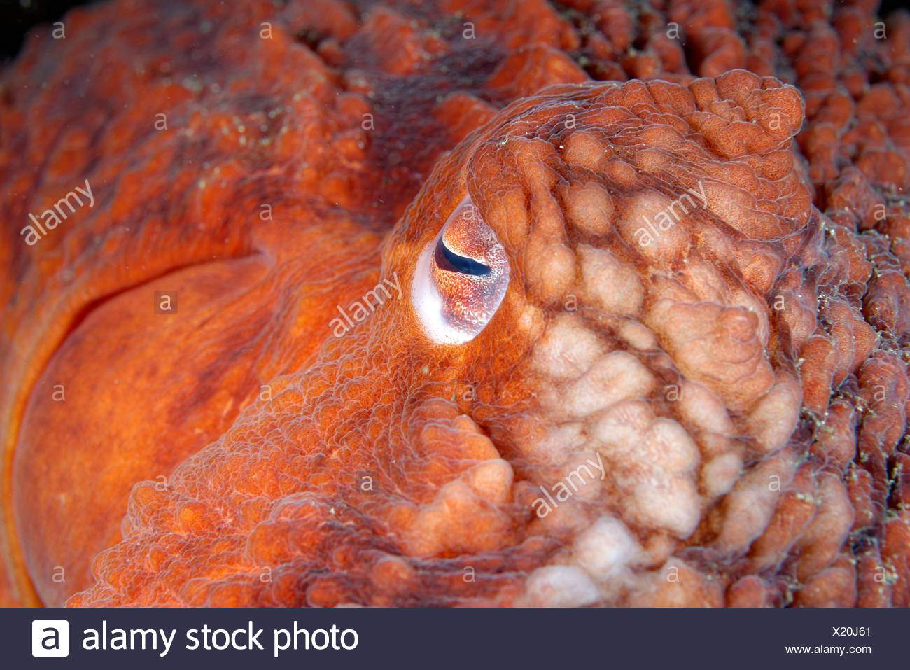 North Pacific Giant Octopus High Resolution Stock Photography and ...