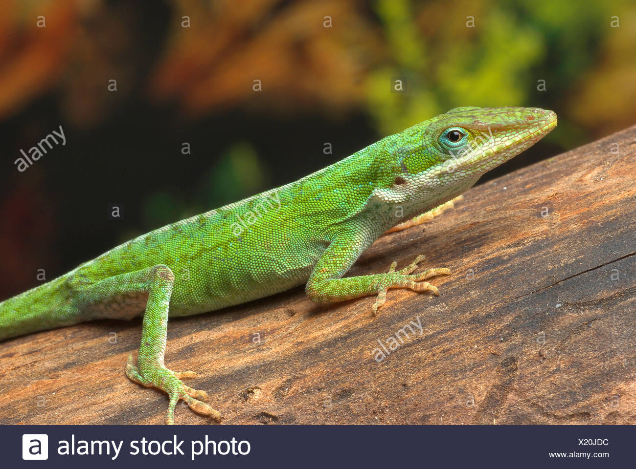 West Cuban Anole Anolis High Resolution Stock Photography and Images ...