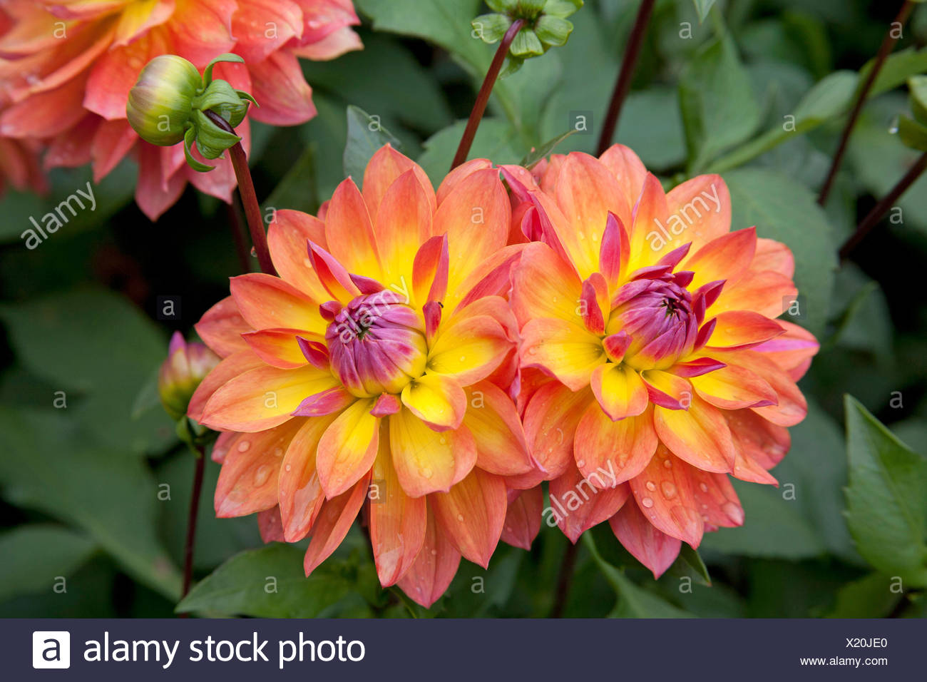 Tricolore High Resolution Stock Photography and Images - Alamy