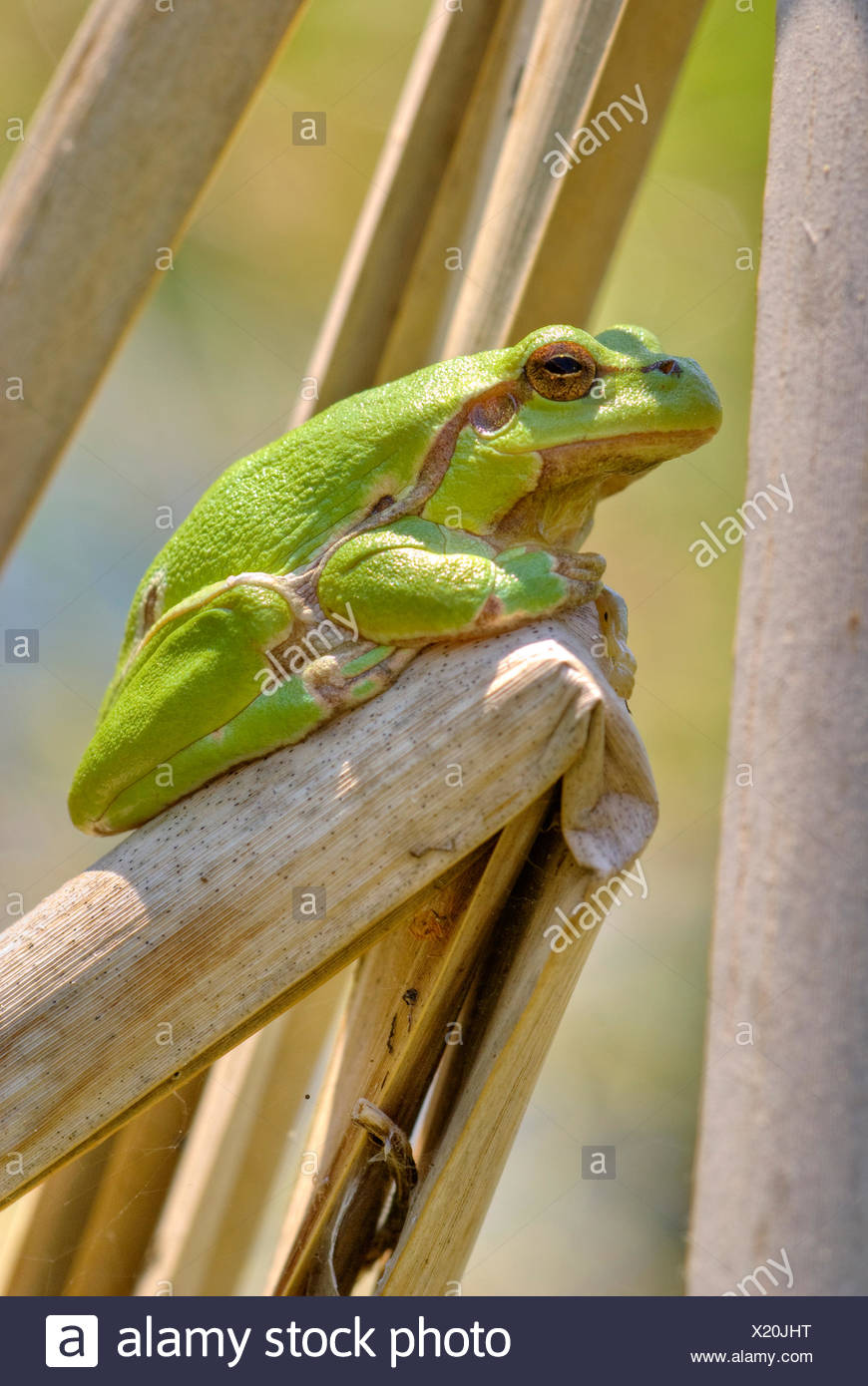 Tree Frog Jumping High Resolution Stock Photography and Images - Alamy