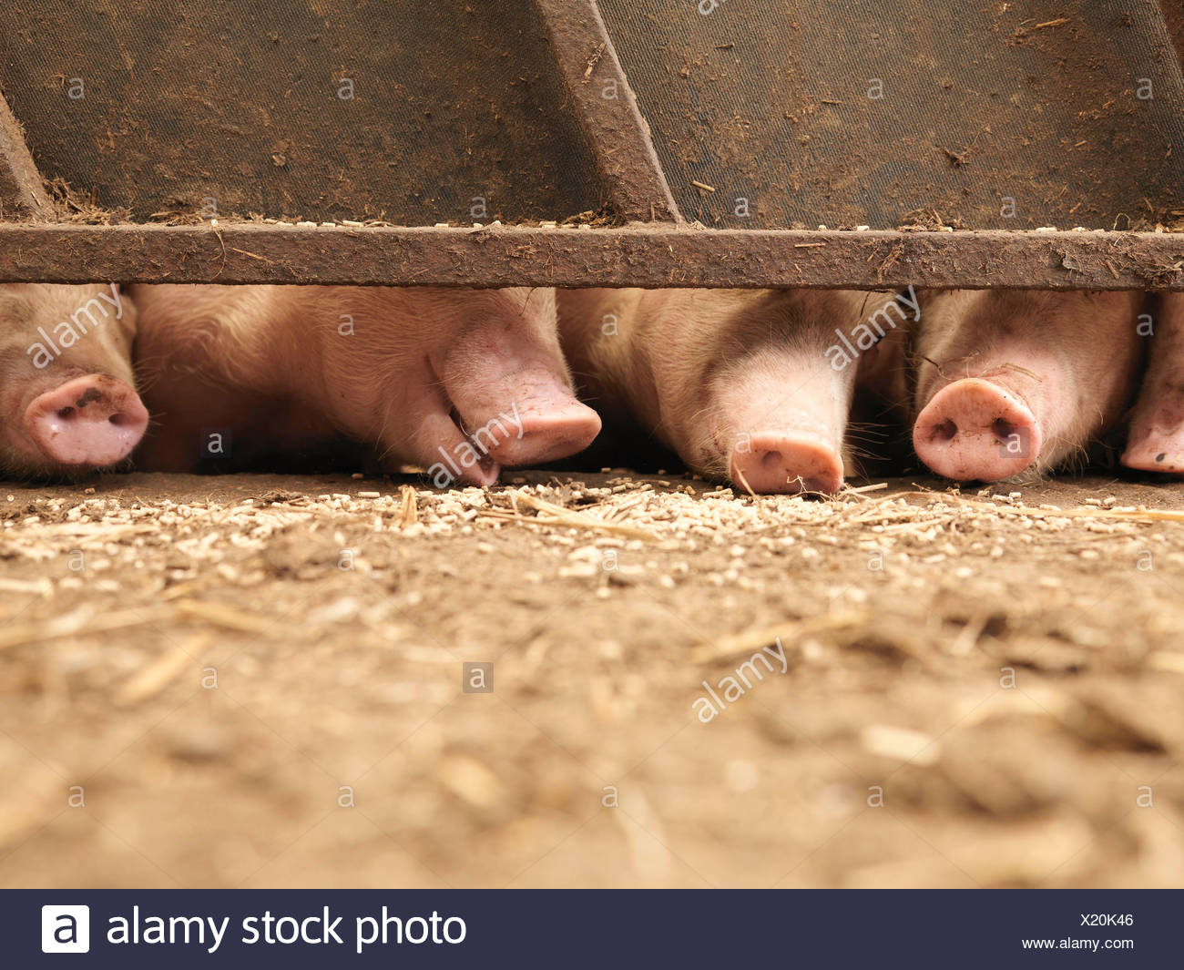 Pig Sniffing High Resolution Stock Photography and Images - Alamy