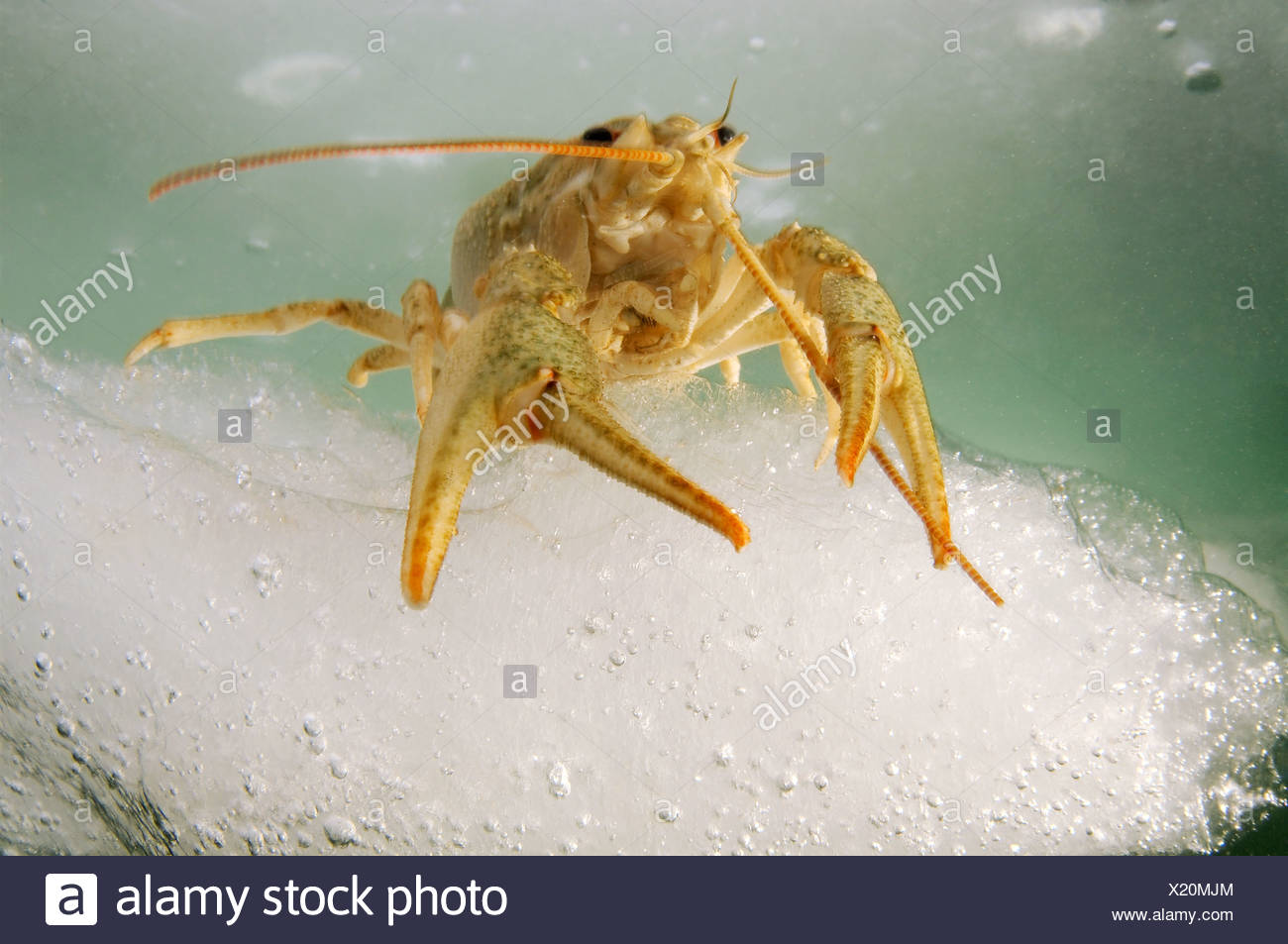 Freshwater Crustaceans High Resolution Stock Photography and Images - Alamy