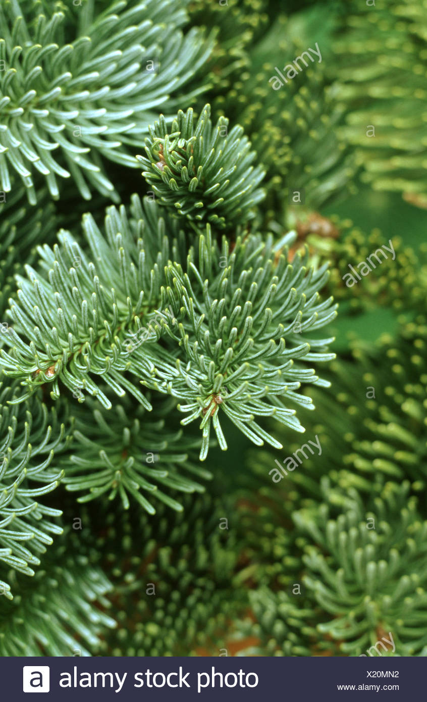 Nobilis Fir High Resolution Stock Photography and Images - Alamy
