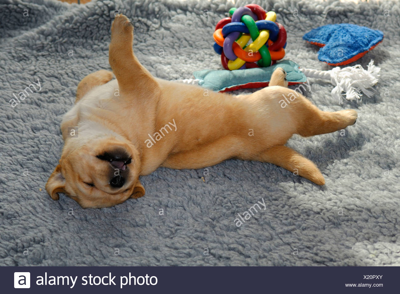Sleeping Yellow Labrador Retriever High Resolution Stock Photography ...