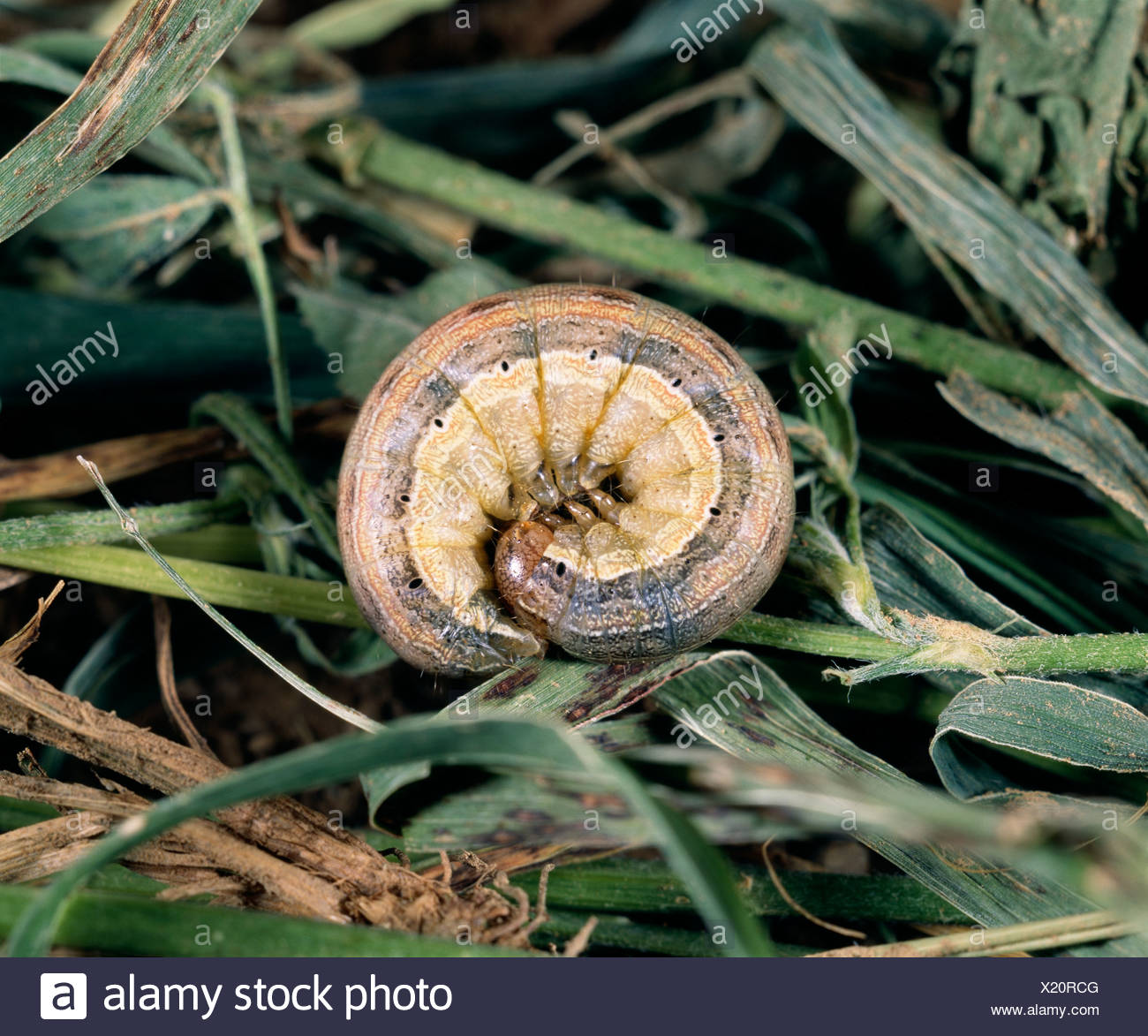 Armyworm Larva Stock Photos & Armyworm Larva Stock Images - Alamy