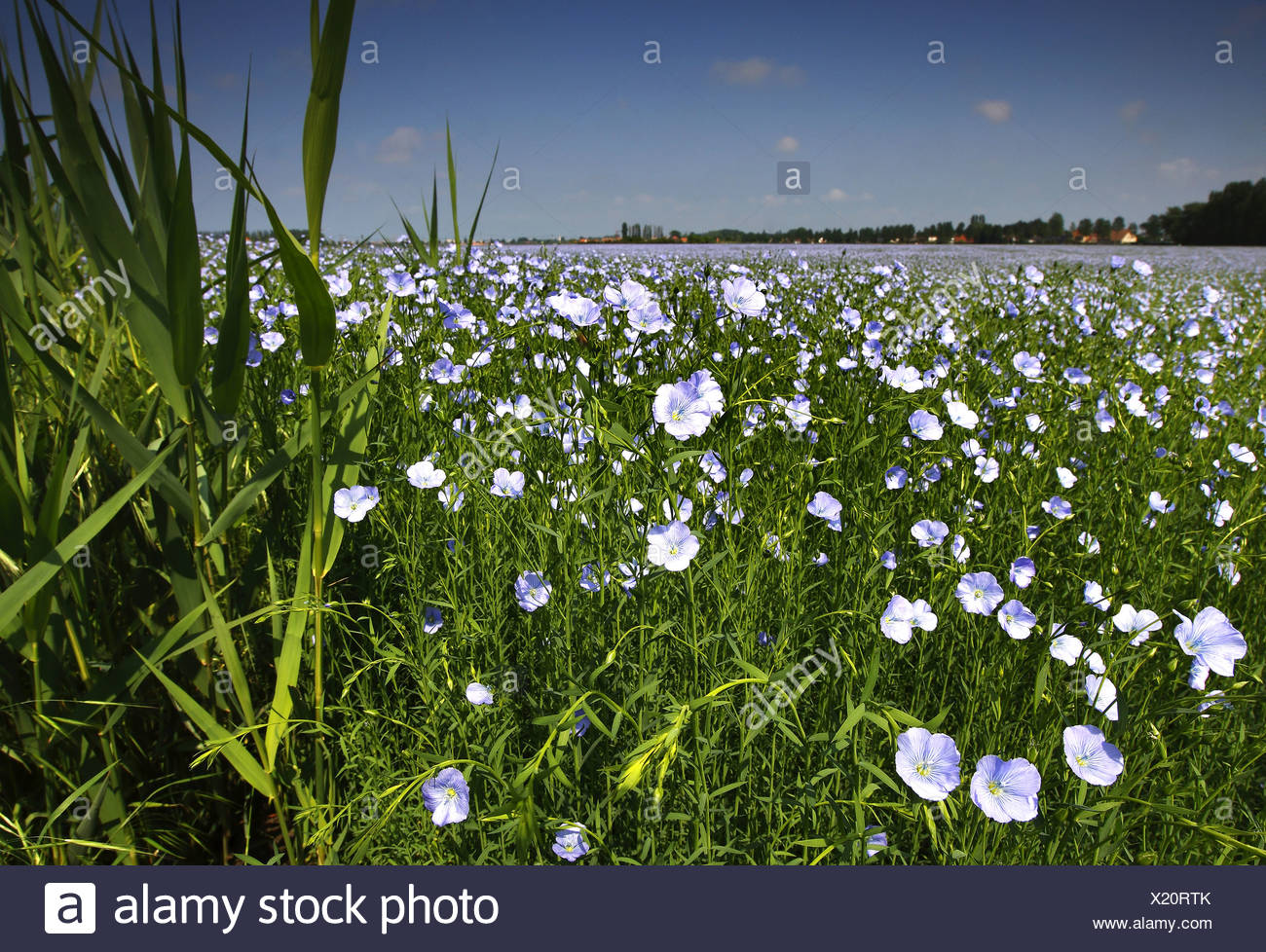 Cultivated Flax High Resolution Stock Photography and Images - Alamy