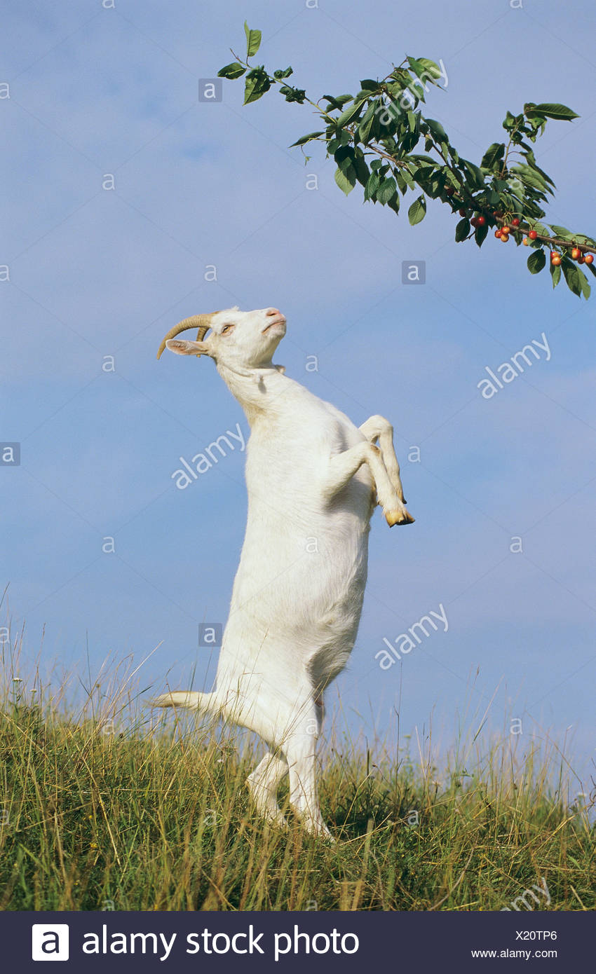 Goat Standing On Hind Legs High Resolution Stock Photography and Images ...