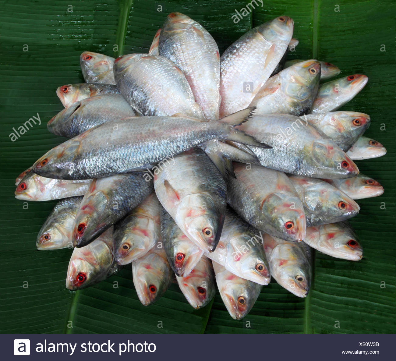 Ilisha Fish High Resolution Stock Photography and Images - Alamy