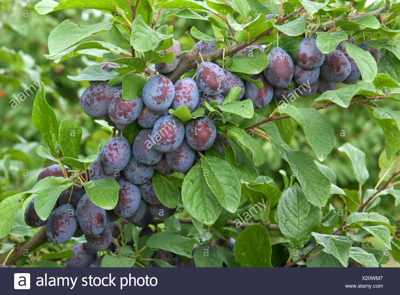 European Plum Prune Prunus Domestica Stock Photos & European Plum Prune ...