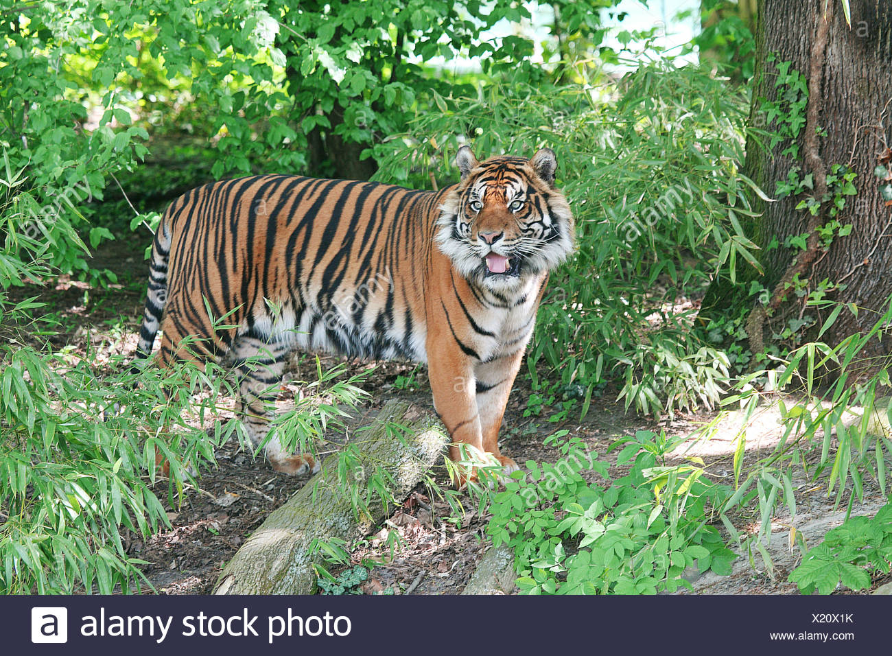 Sumatra Tiger High Resolution Stock Photography and Images - Alamy