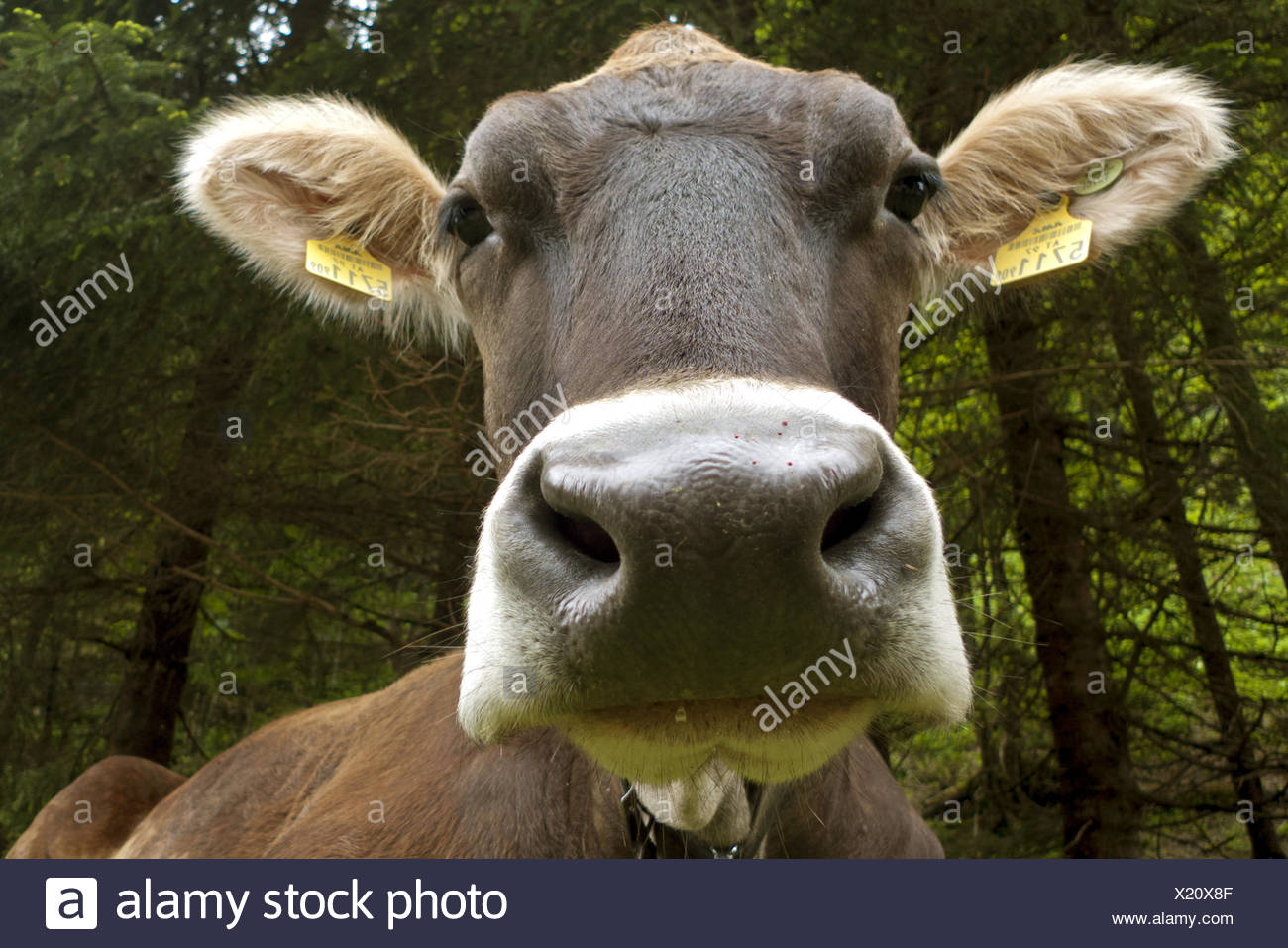Domestic Cattle Bos High Resolution Stock Photography and Images - Alamy