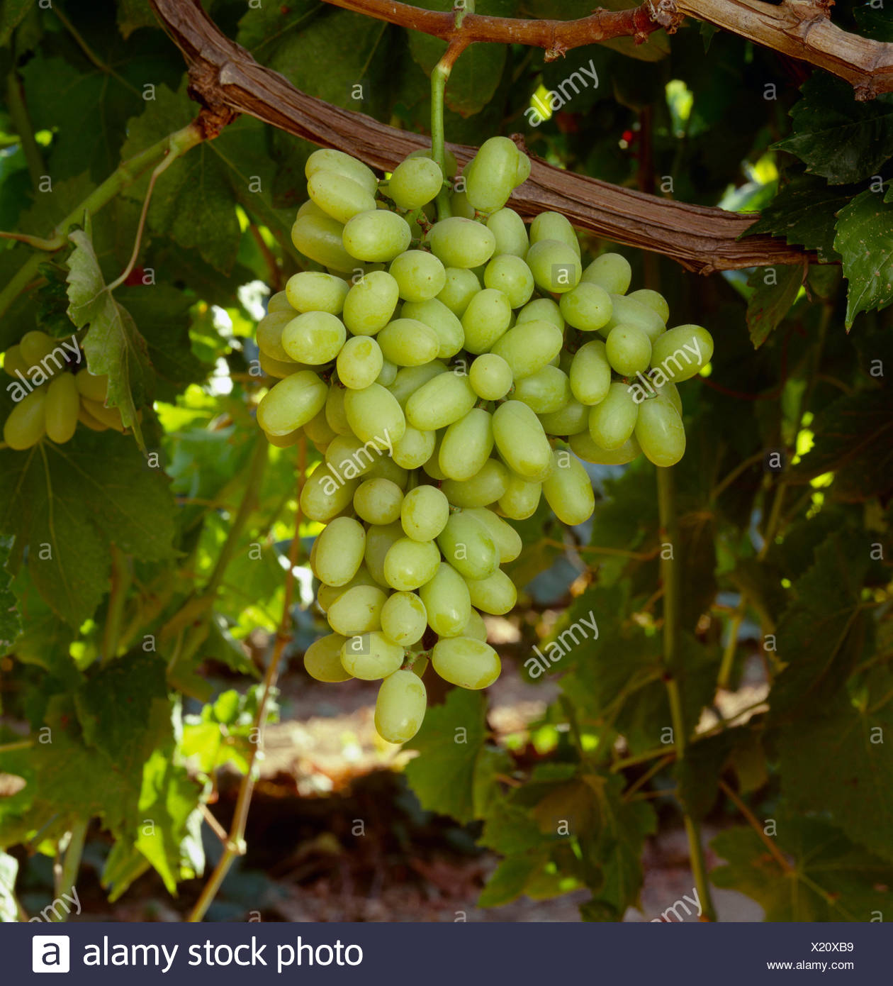 Mature Thompson Seedless Grapes High Resolution Stock Photography and ...